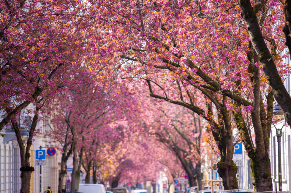 How to Spend 24 Hours in Bonn - Art of Touring